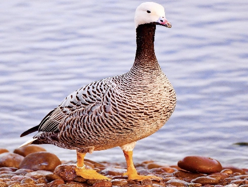 Emperor Goose - Joobira